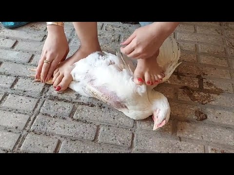 woman butcher chicken/ Educational video - YouTube