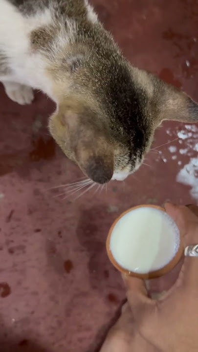 It’s Morning time!! Cat wants milk!! #shots #viral #cat - YouTube