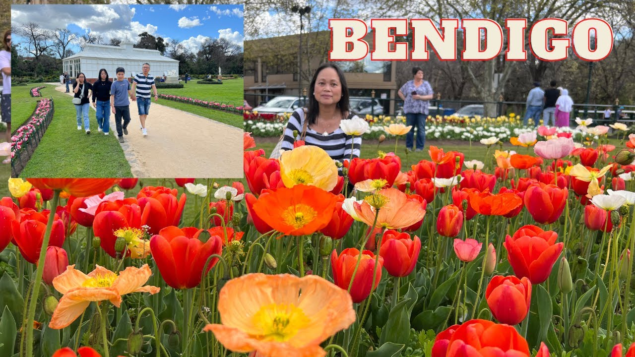 Bendigo, Bats in Bendigo, Tulip garden, #bendigo #bats #tulips - YouTube