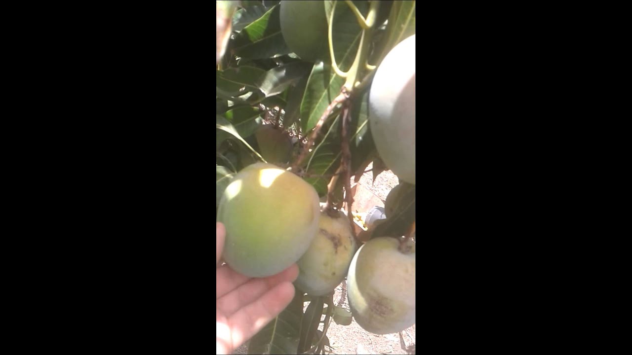 Variedades de mango. LIPPENS - YouTube