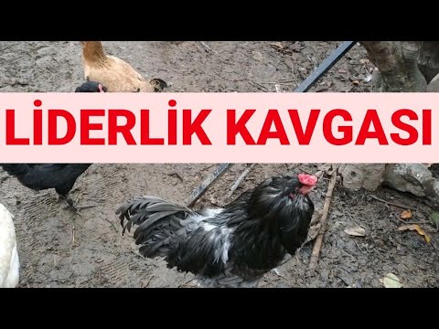 HOROZ DÖVÜŞÜ | DEV MAVİCİ OĞLUYLA KARŞILAŞTI | LİDERLİK KAVGASI |#HOROZDÖVÜŞÜ