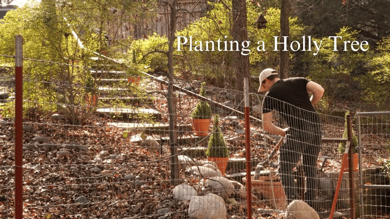 Planting a Holly Tree - YouTube