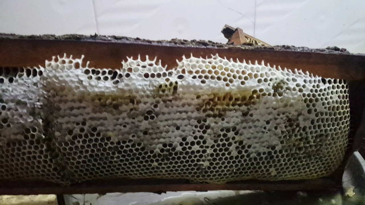 CUADRO DE MEDIA ALZA LLENA DOS LITROS DE MIEL#abejas - YouTube