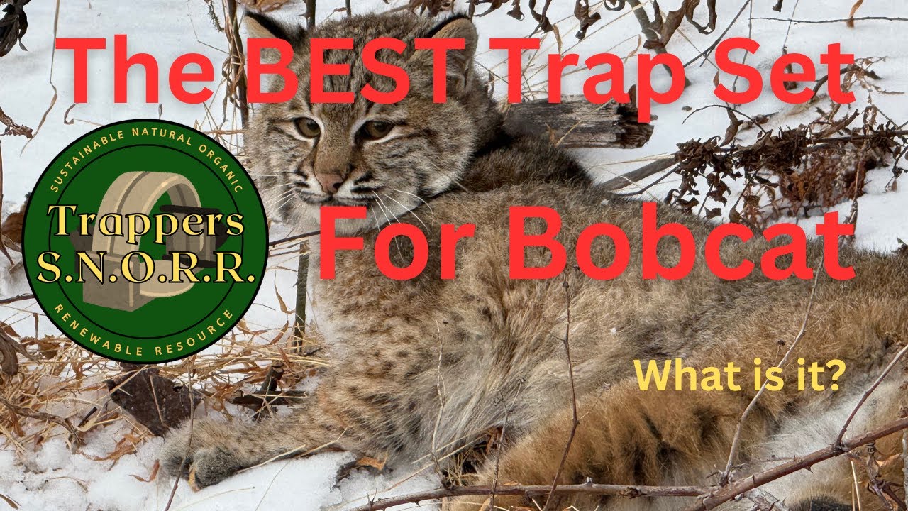 The BEST Trap Set for Bobcat - YouTube
