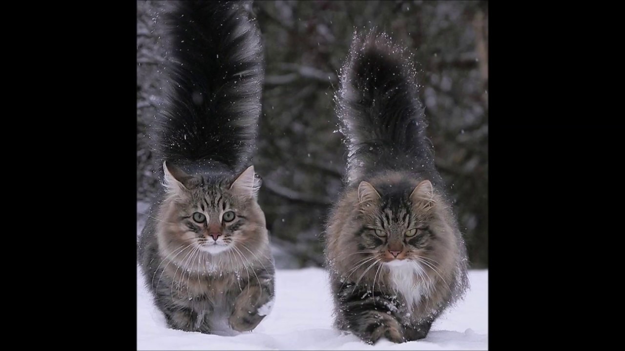 Finnish Cats Living Their Best Winter Life Slideshow - YouTube