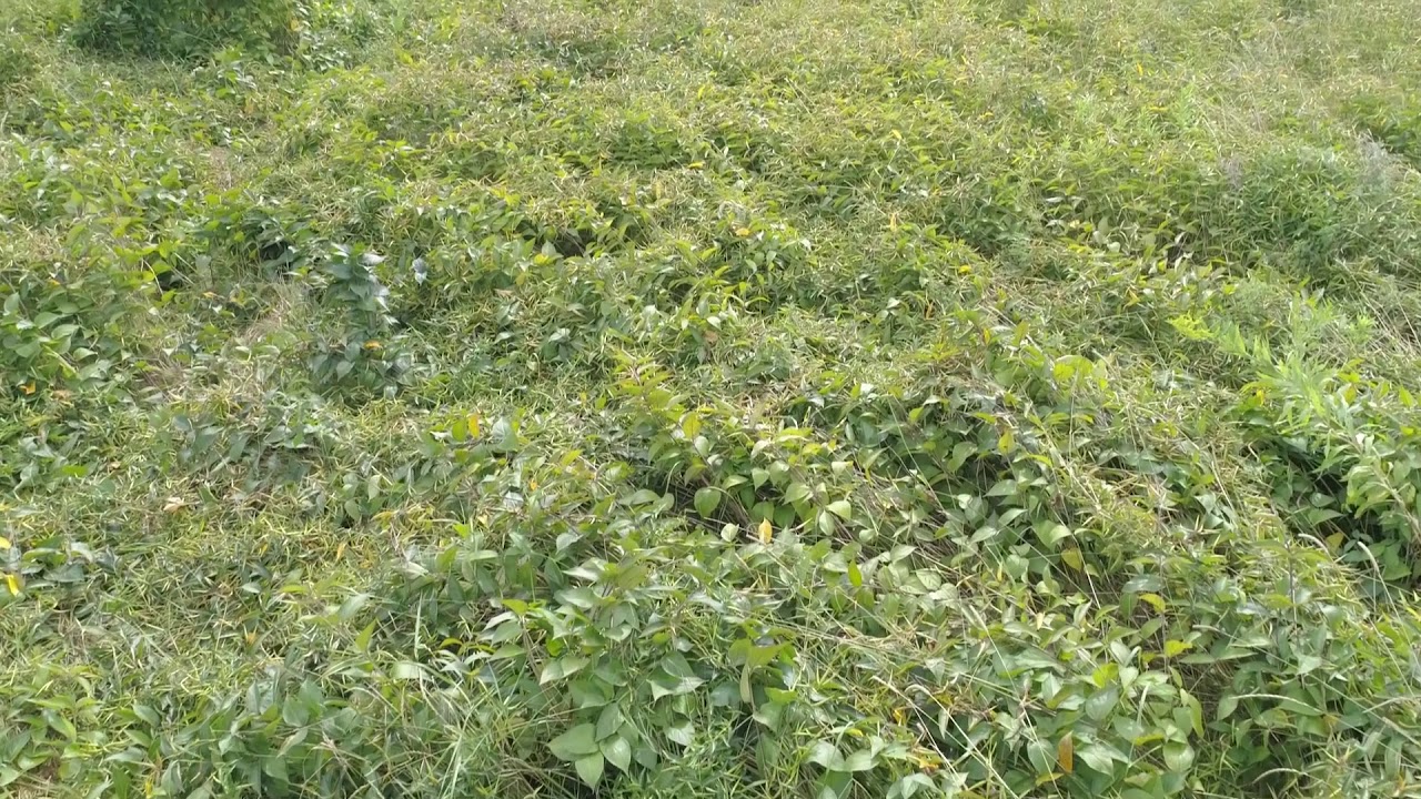 Dog-strangling Vine invasions in Rouge National Urban Park - YouTube