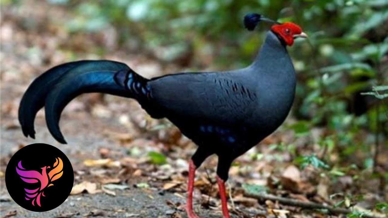 Discover SOUTHERN ASIA'S Most STUNNING Rainforest Birds | Bird ...