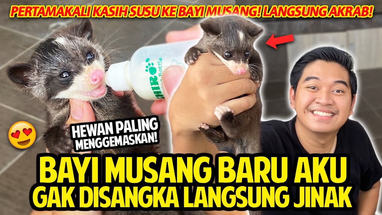 BAYI MUSANG BARU AKU GAK DISANGKA LANGSUNG JINAK! PERTAMA KALI KASIH ...