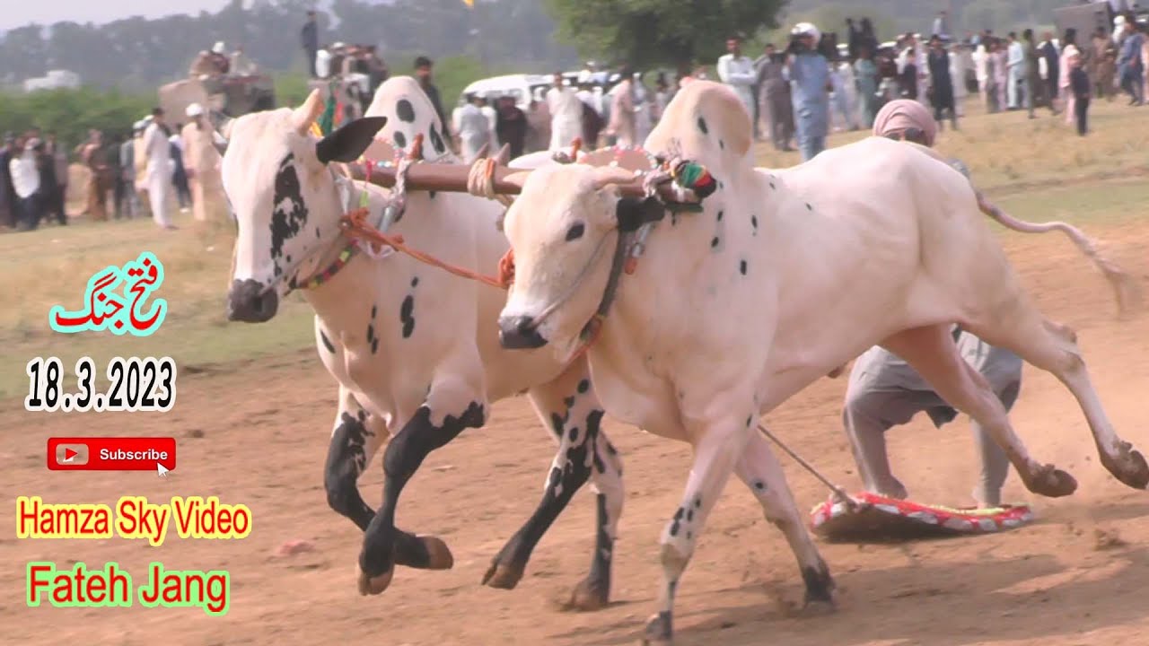 Part 3 | Bull Race In Pakistan | Fateh Jang | 18.3.2023 - YouTube
