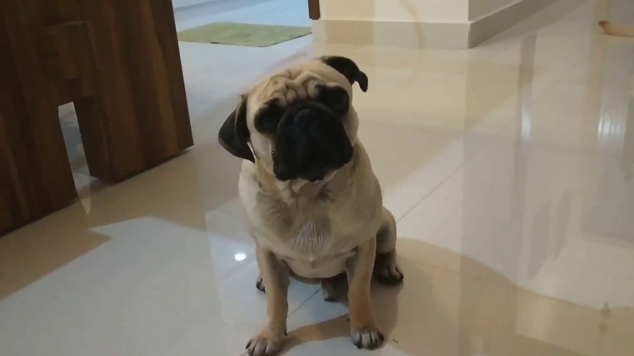 Lucky the Pug's ear cleaning struggle - YouTube