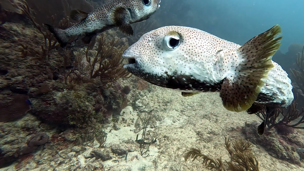 Des poissons porc-épic qui dansent sous nos yeux - YouTube