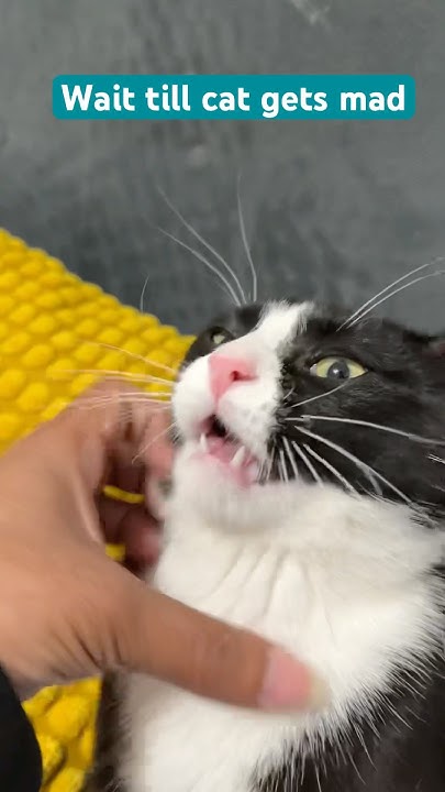 How Many Slaps Till This Cat Gets MAD?! 😼💢 - YouTube