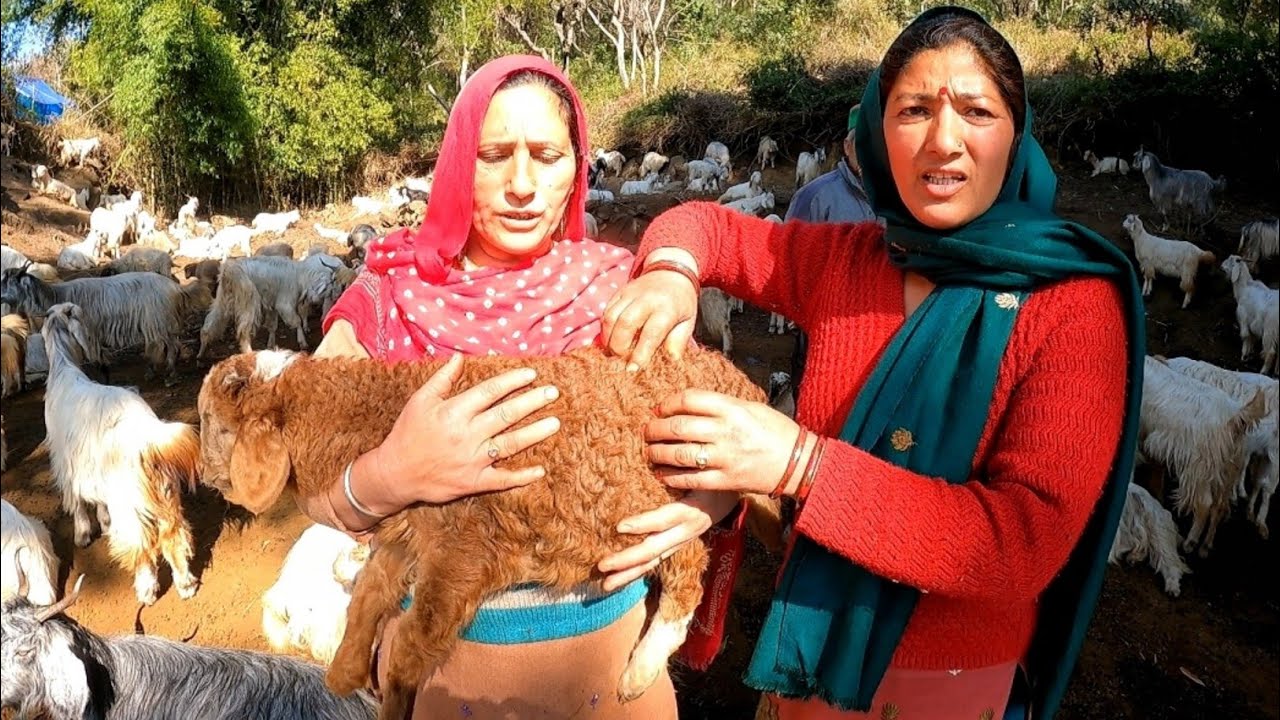 The RAREST Sheep in the World: Brown Gaddi Sheep - YouTube