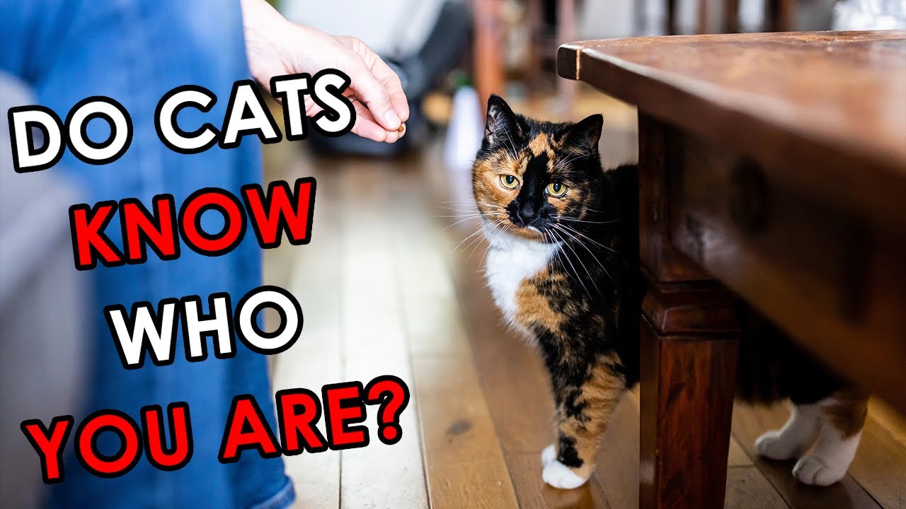 CAN CATS RECOGNIZE THEIR OWNERS？ - YouTube