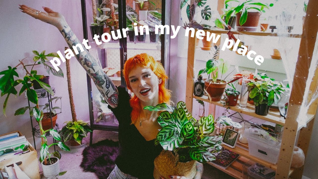 HOUSEPLANT TOUR Fall 2021 | My smaller, curated collection (rare ...