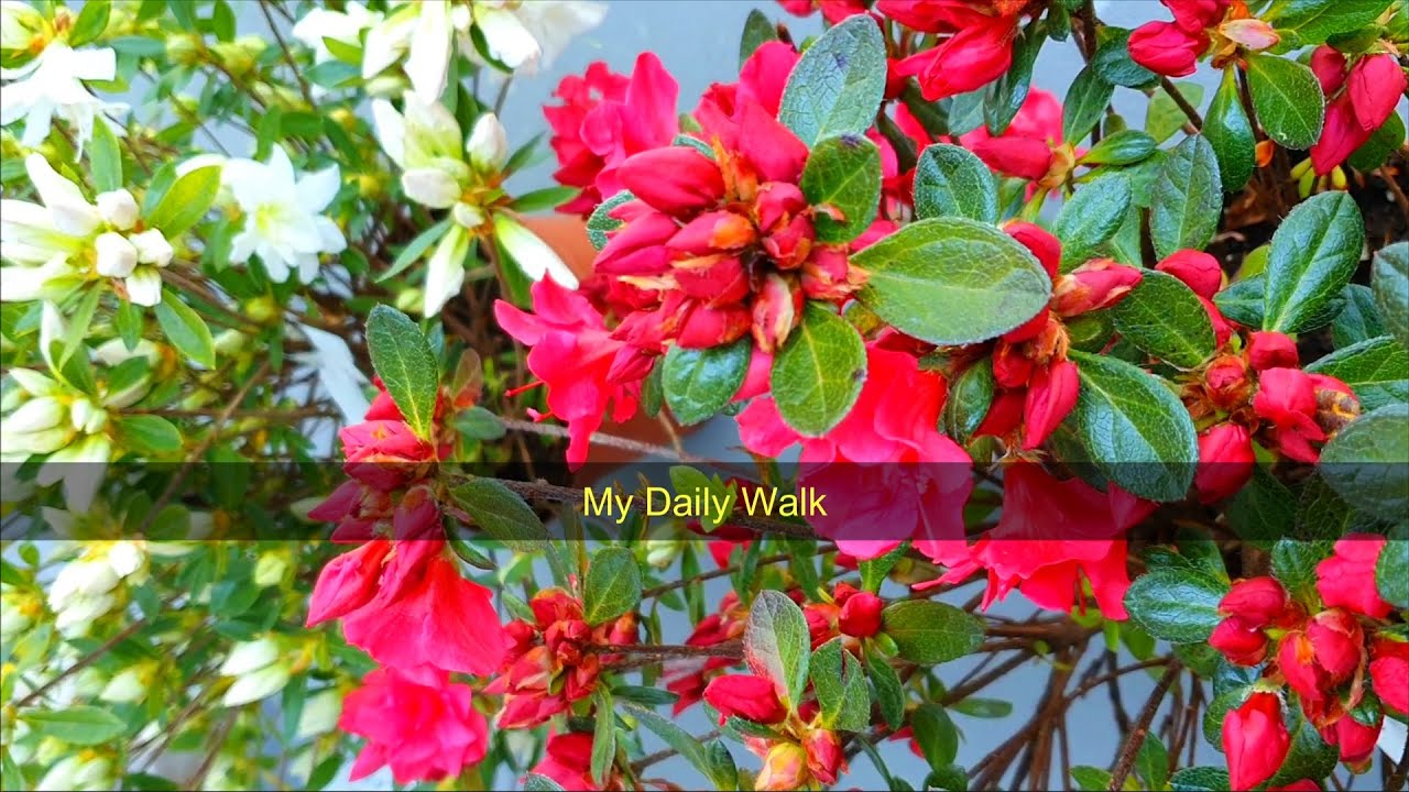 Azalea Japonica 'Silver Queen' - YouTube
