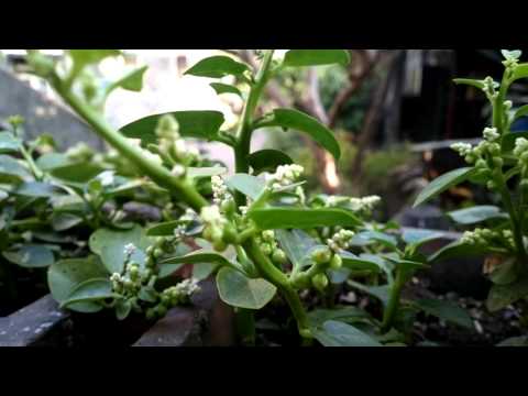 Nokia 808 PureView Video Sample (Macro Mode)