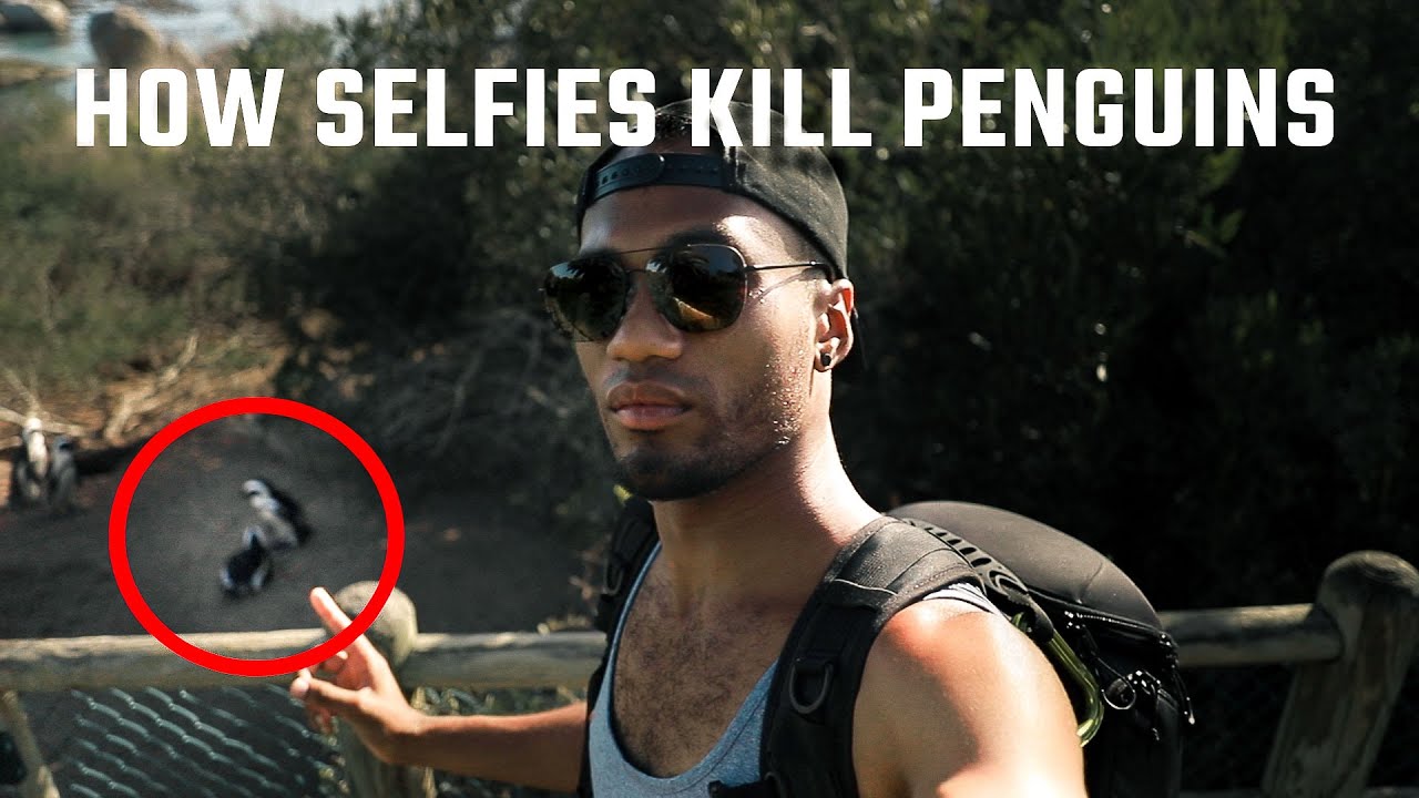 This is how SELFIES KILL PENGUINS. - YouTube