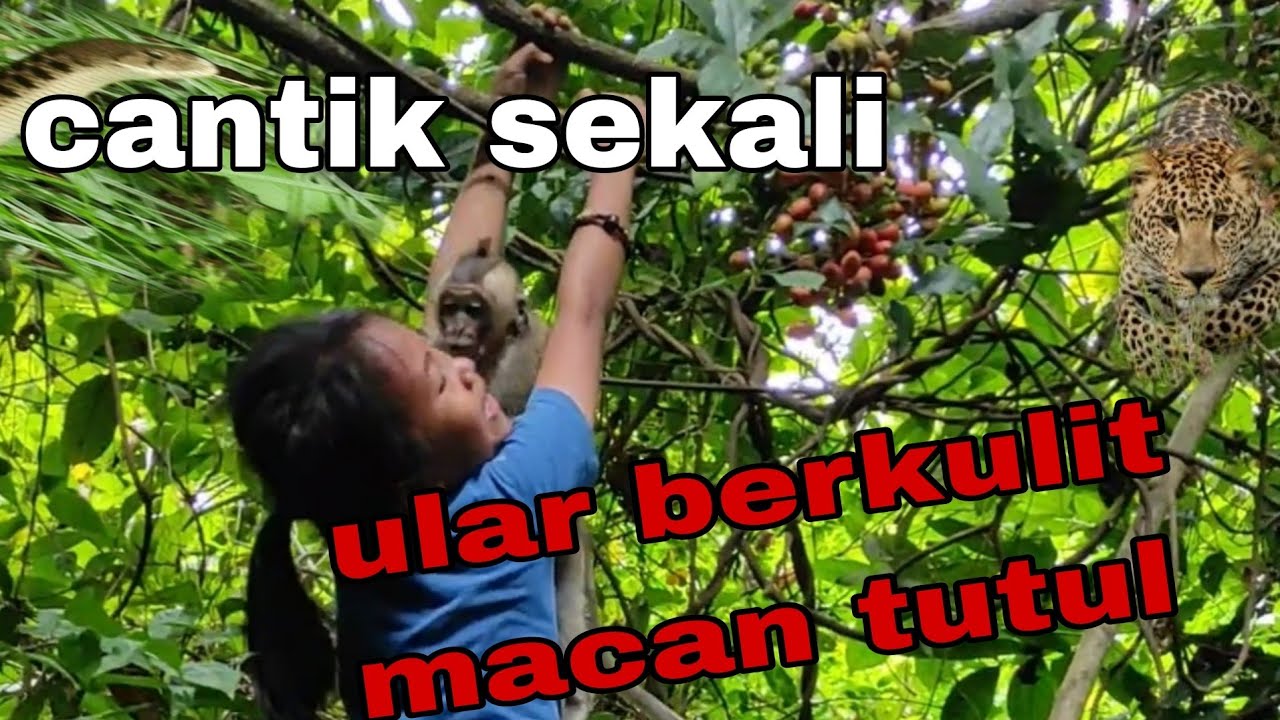 ULAR MIRIP MACAN TUTUL !!! - YouTube