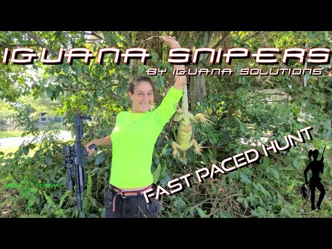 Fast paced Iguana hunt: removing invasive iguanas by air rifle with ...