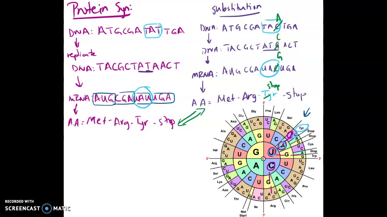 Protein Syn. Examples (with mutations) - YouTube