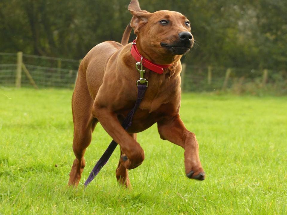 Rascal - Rhodesian Ridgeback Puppy - 2 Week Residential Dog Training ...