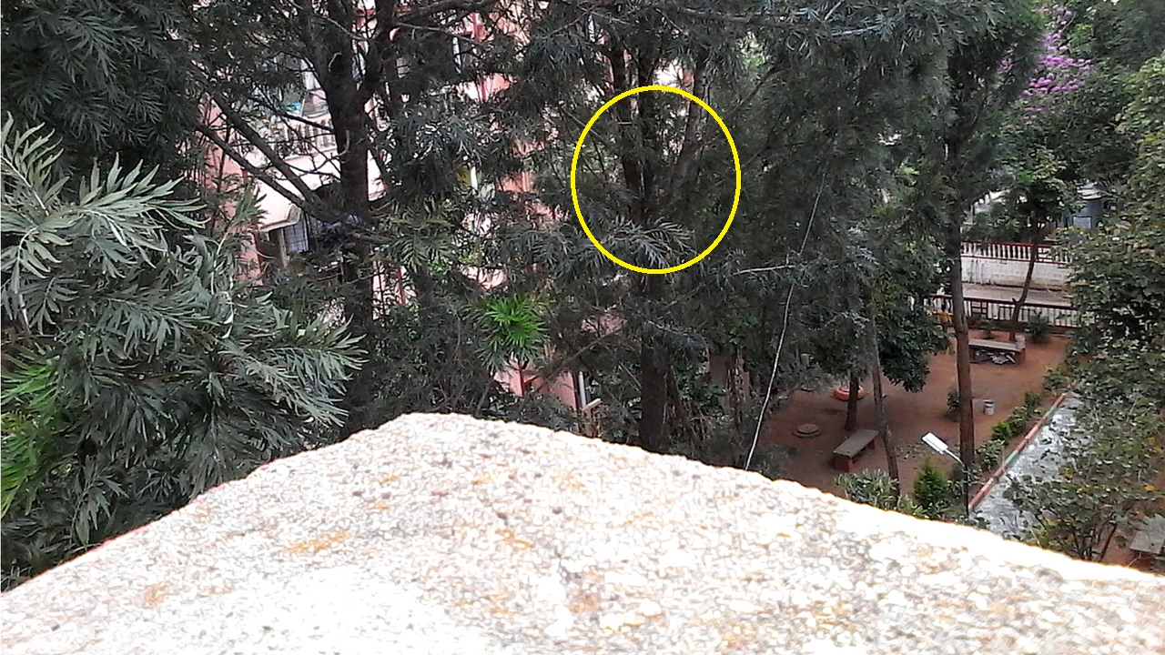 Do you notice the ghost on the tree ? Real Ghost caught on phone camera ...