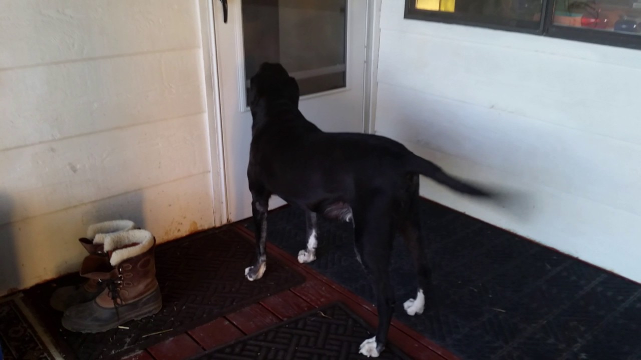 LabraDane Rescue Dog PTSD won't stop him - YouTube