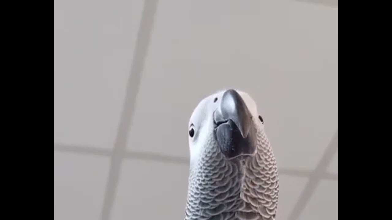 Bird Makes Samsung Notification Sound - meme - YouTube