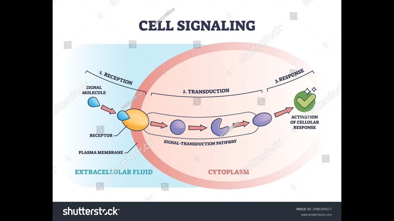 Applications of Cell Signaling - YouTube
