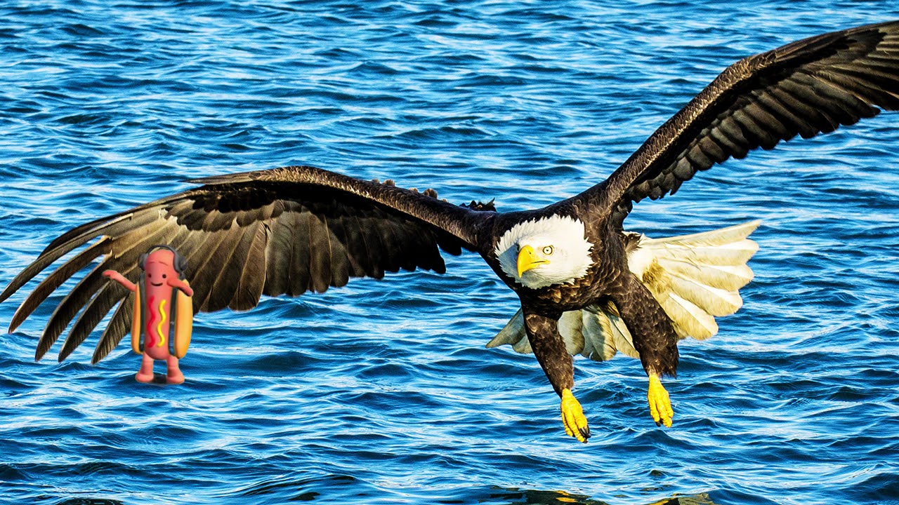 Eagle Project - YouTube