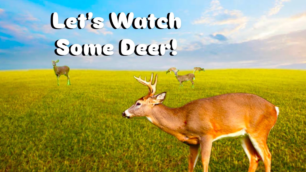 Observing The Same Wild Deer In Upstate New York! (AMSR) - YouTube