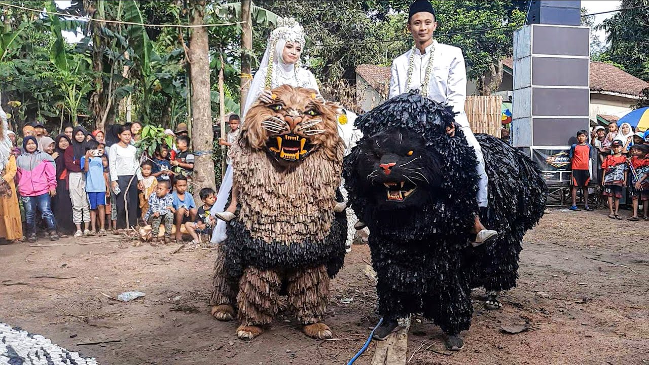 HEBOH PREWED NAIK MACAN JAVA ‼️ MACAN JAVA SINGO RAUNG DRUMBAND - YouTube