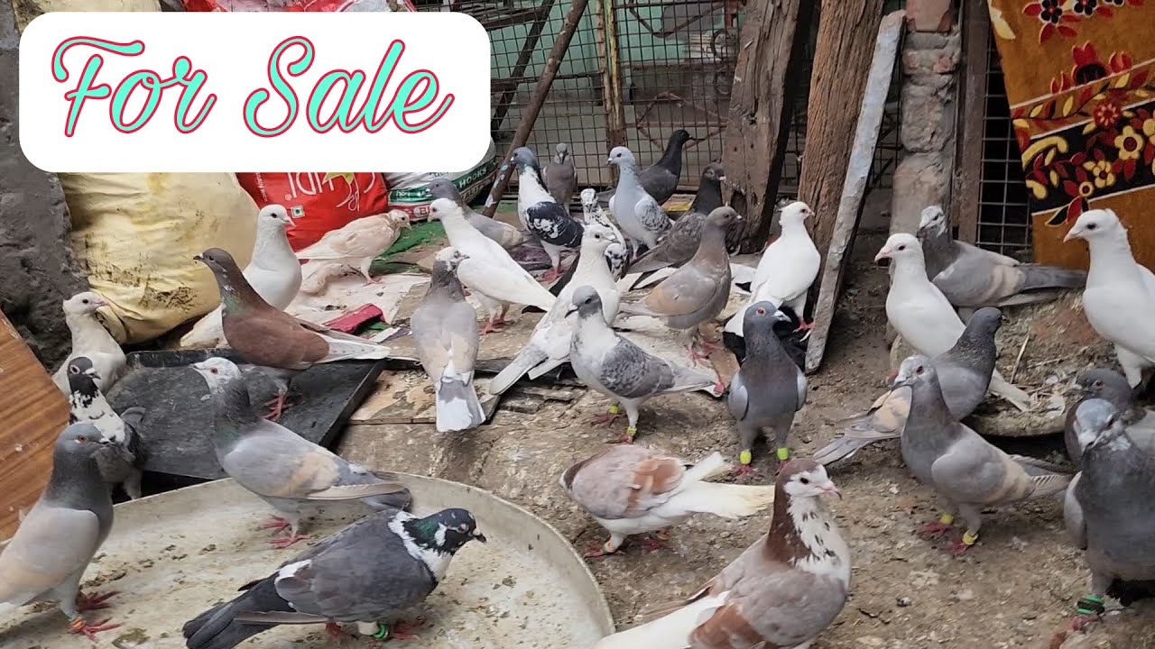 Lalban or patet hardar for sale in Amroha. fazil bhai 7417209281 - YouTube