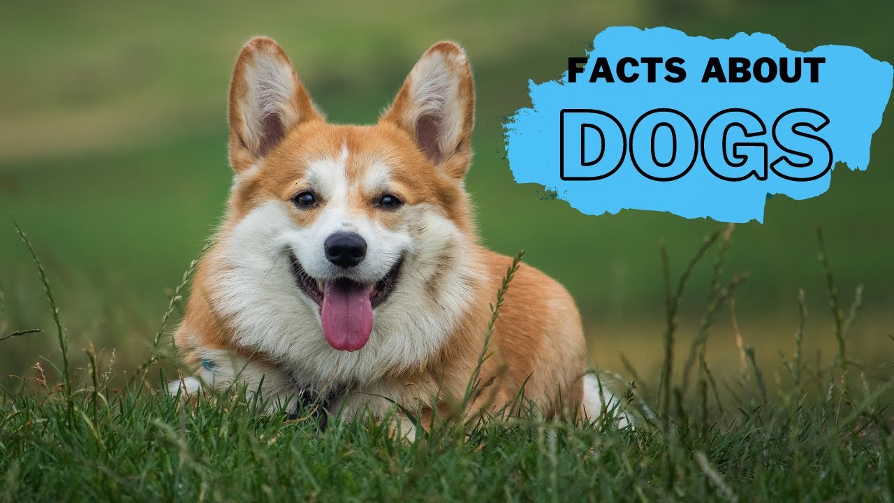 Dog Facts for Kids | Interesting Educational Video about Dogs for ...