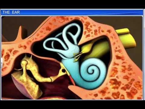 CBSE Class 11 Biology || The Ear - YouTube