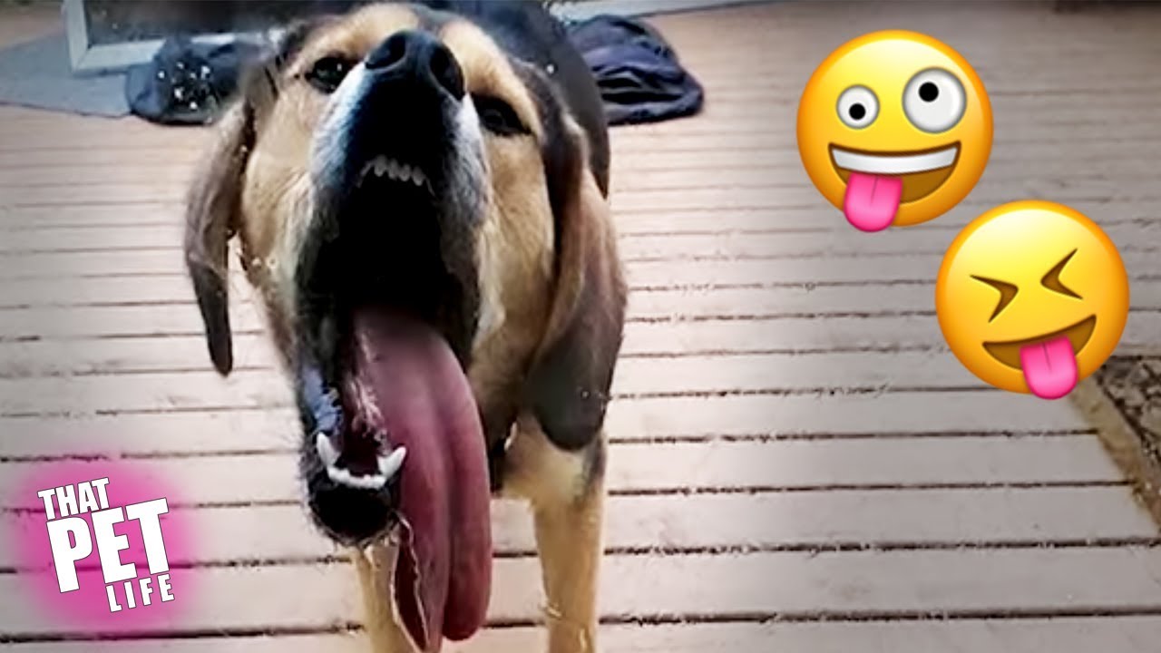 Pets with Resting Derp Face 🤪 | Funny Animal Compilation - YouTube