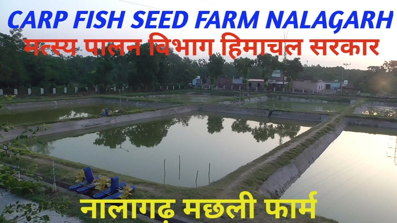 Carp Fish seed Farm Nalagarh II HP Fisheries Department II Solan - YouTube