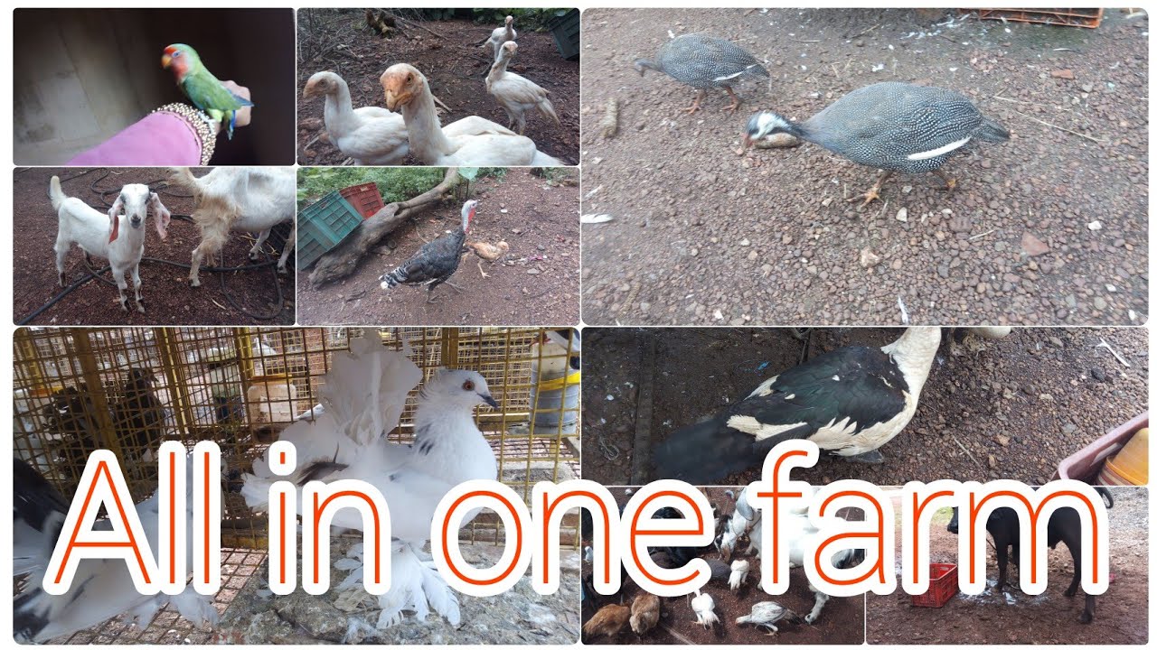 All pets in one farm duck guinea pig dog rabbit goat buffal cat pigeon ...