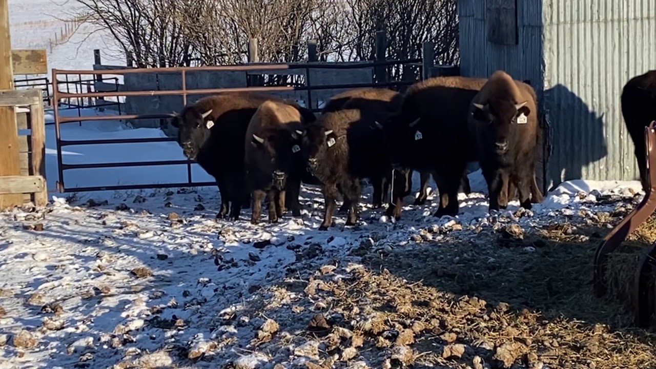 Smith Bulls - YouTube