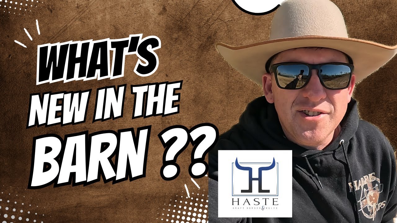 New Draft Horse teams and more ?? Check it out - Barn Walk-thru and ...
