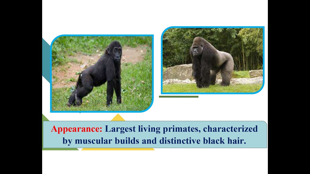 "Amazing Gorillas: Fun Facts and Cool Info for Kids!" - YouTube