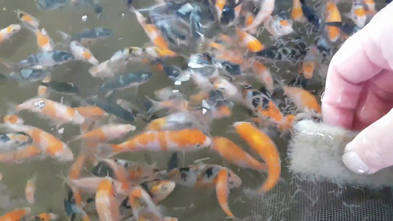 Kohaku - Sanke - Showa - 9 weeks old home grown baby koi - 20170707 ...