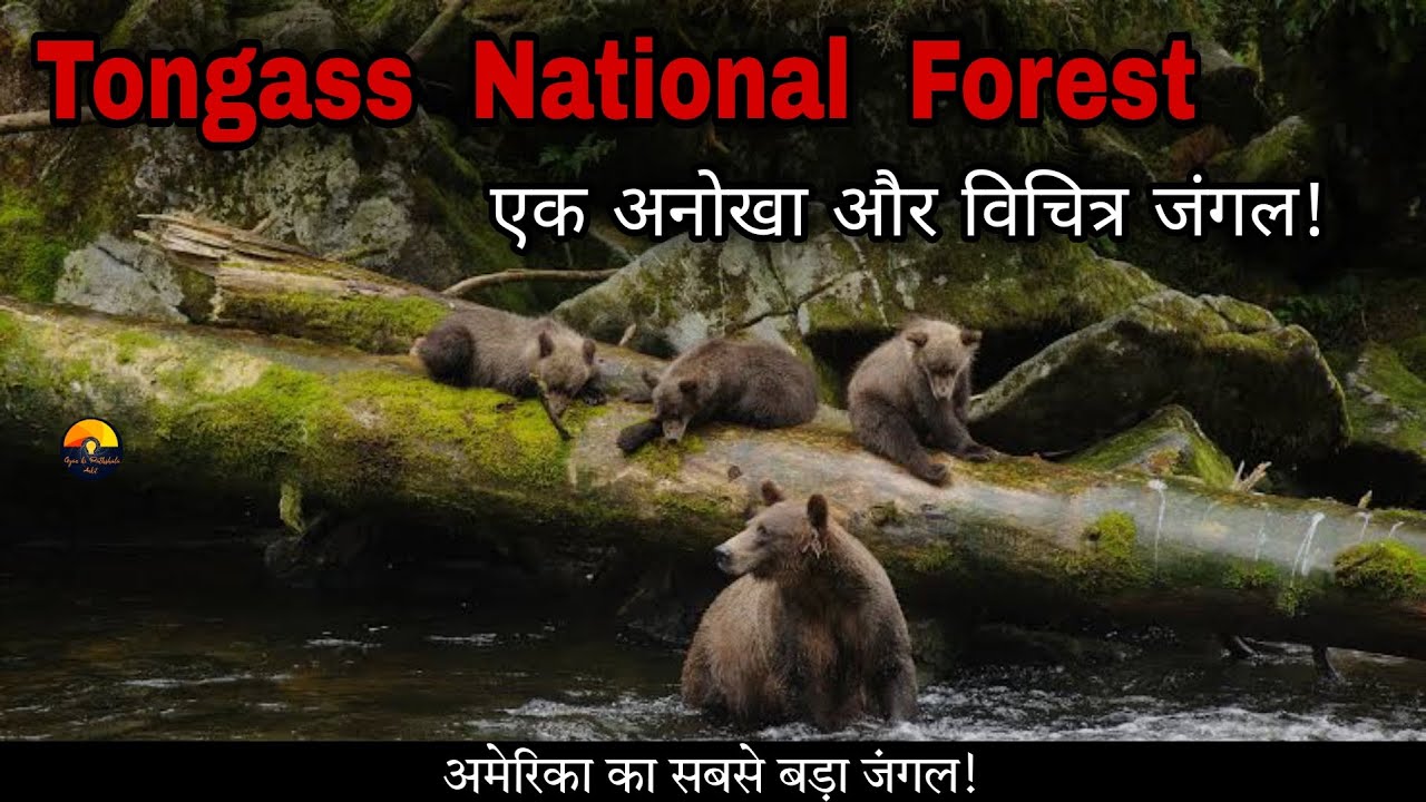 टोंगास नेशनल फॉरेस्ट का रहस्य || Tongass National Forest in Hindi ...