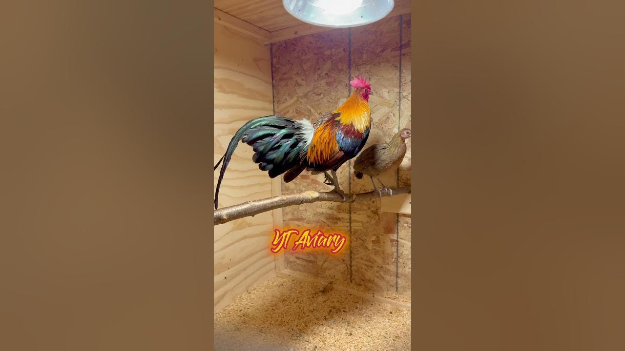 Laos Red Jungle Fowl Hybrid | Qaib Qus Txuam Tsoov #qaibqus #redjunglefowl - YouTube