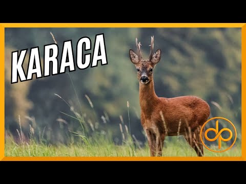KARACA | Türkiye'nin Yabani Hayvanları!!! (Capreolus Capreolus)