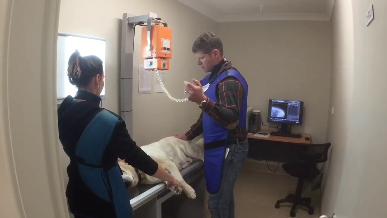 Ecoray portable X-ray in Cardiff vet hospital - YouTube