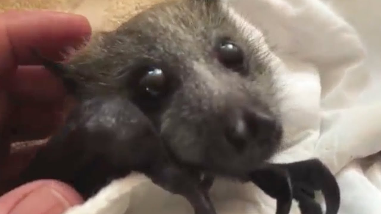 Baby-Fledermaus findet neue Mama – und zwar die allerbeste! - YouTube