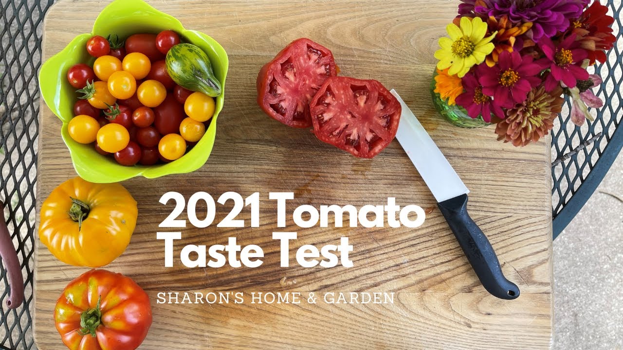 2021 Tomato Taste Test // Small Fruited and Oxhearts // Episode 1 - YouTube