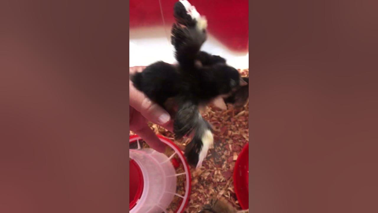 My New Baby Chicks - YouTube